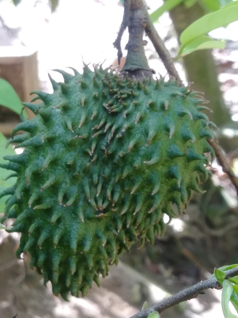 Soursop from Puerto Rico on April 10, 2020 at 09:14 AM by Jayra ...