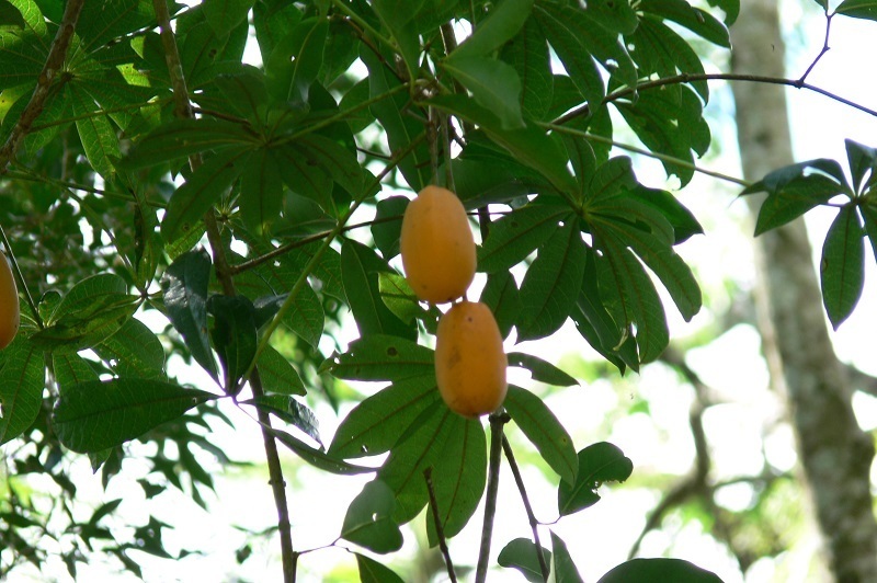 Wild Papaya (Jacaratia spinosa) - Botanical Realm