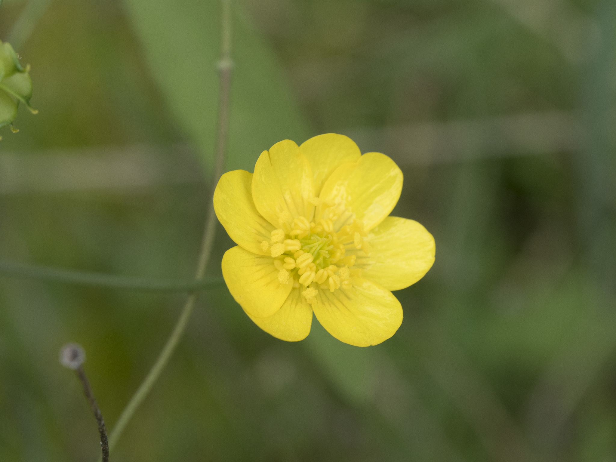 Ranunculus canus Benth.