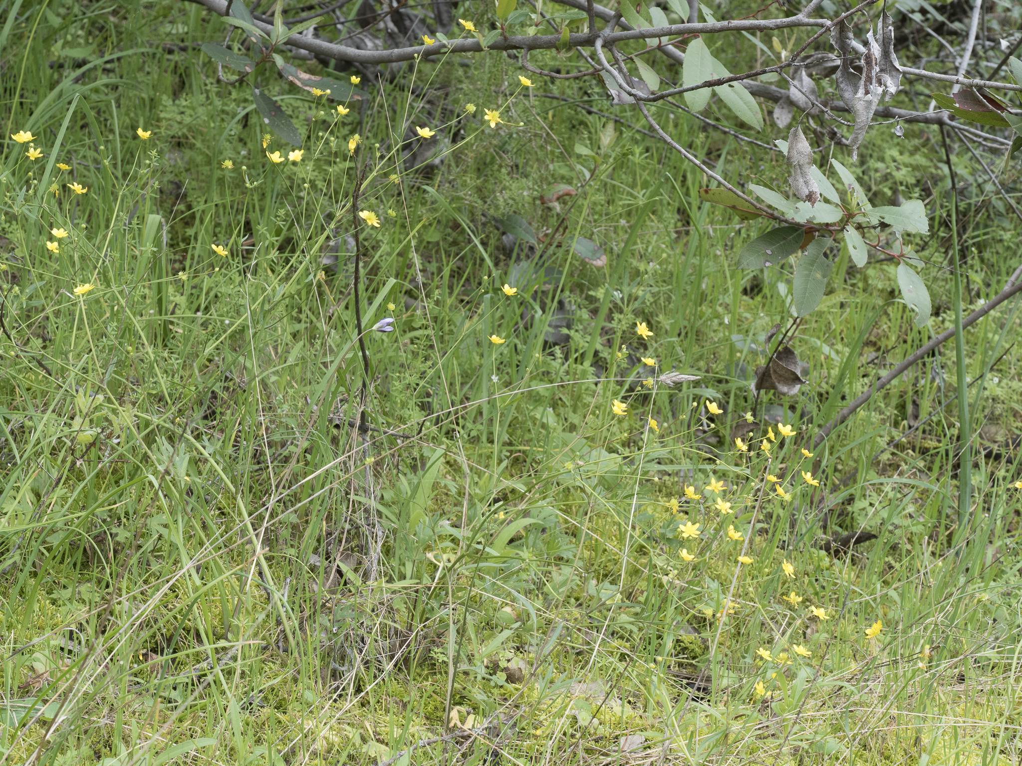 Ranunculus canus Benth.