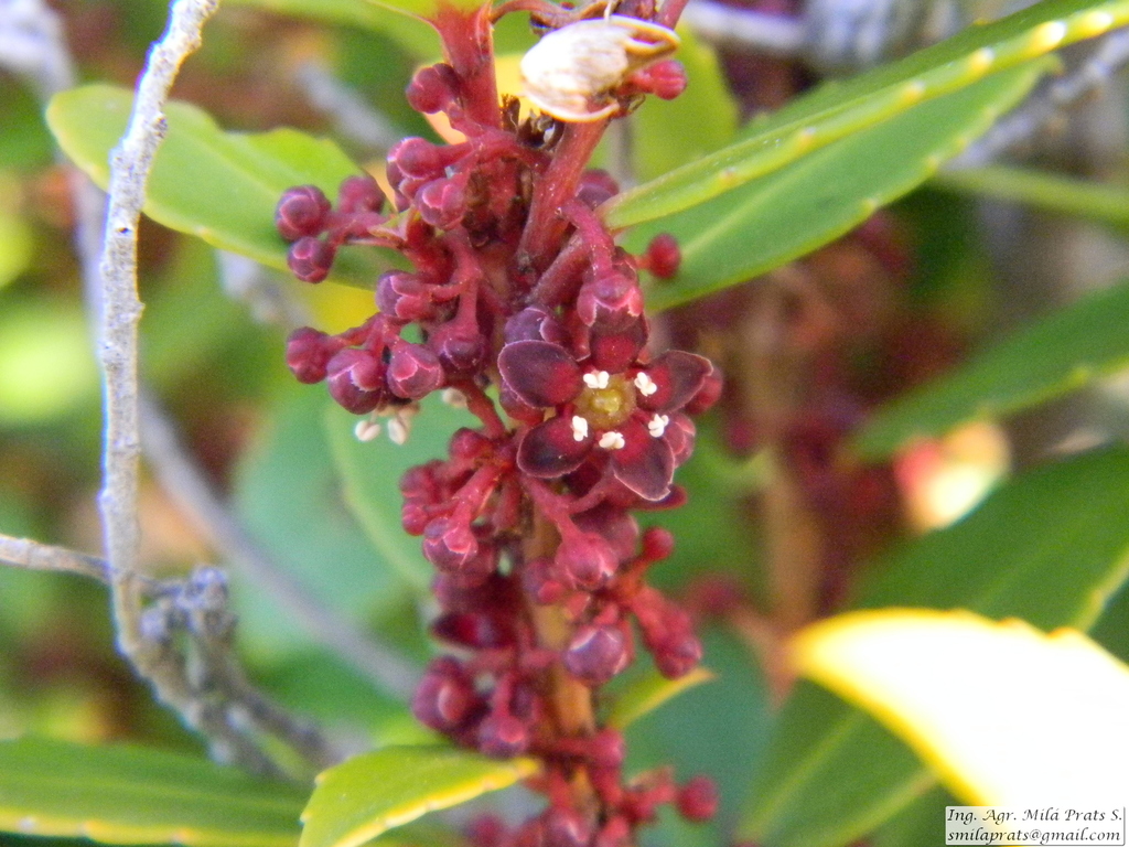 Maytenus magellanica (Falkland Islands - Plants, Algae and Lichens ...
