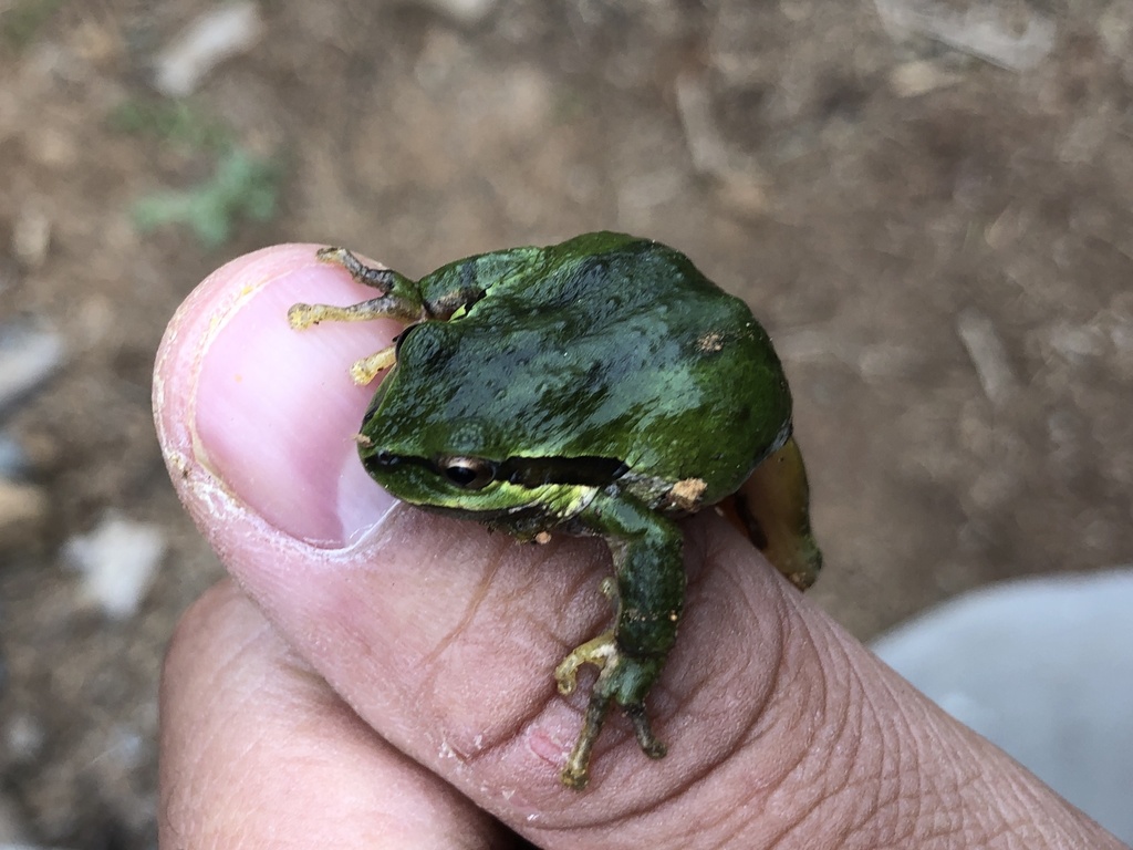 Northern Pacific Tree Frog from Alder Ridge Rd, Brookings, OR, US on ...