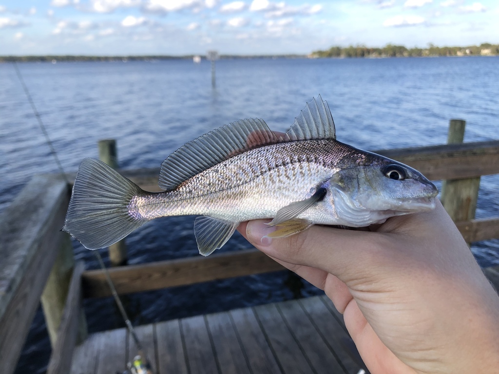 Atlantic Croaker (Micropogonias undulatus) - Marine Life Identification