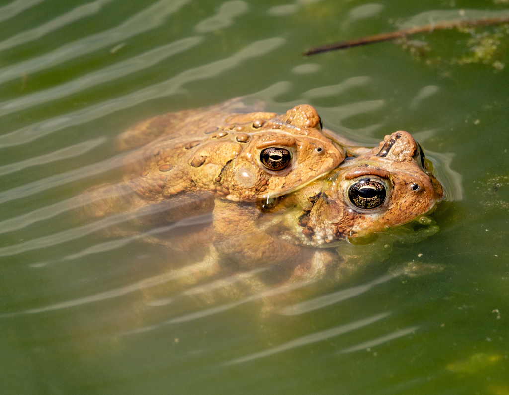 American Toad (Casa Tortuga) · iNaturalist
