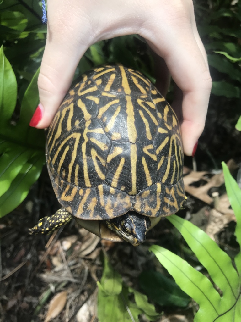 Florida Box Turtle from Pinecrest Dr, Miami Springs, FL, US on April 10 ...