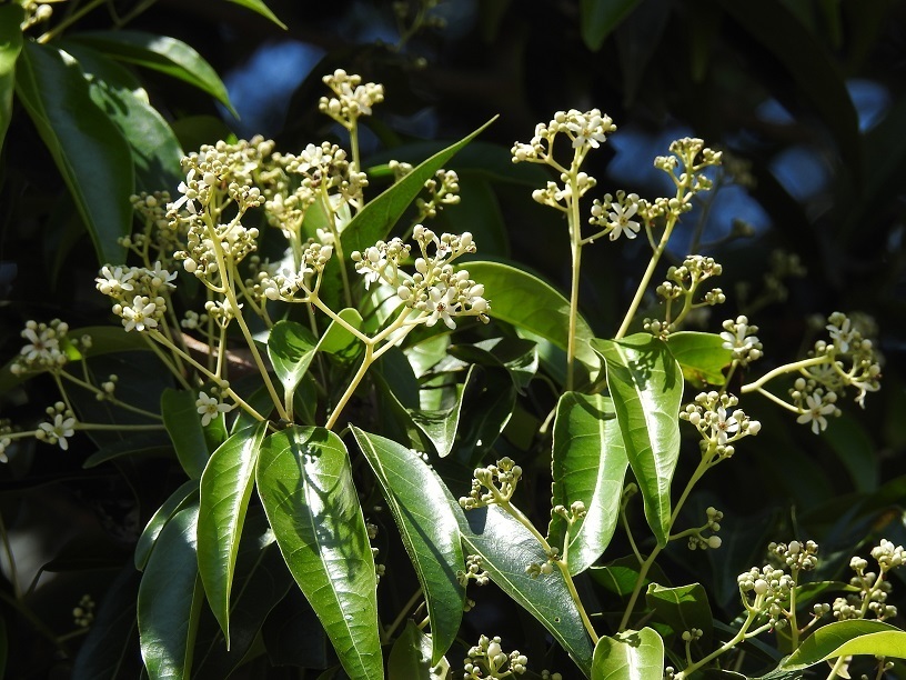 laurels (Lauraceae) - Botanical Realm