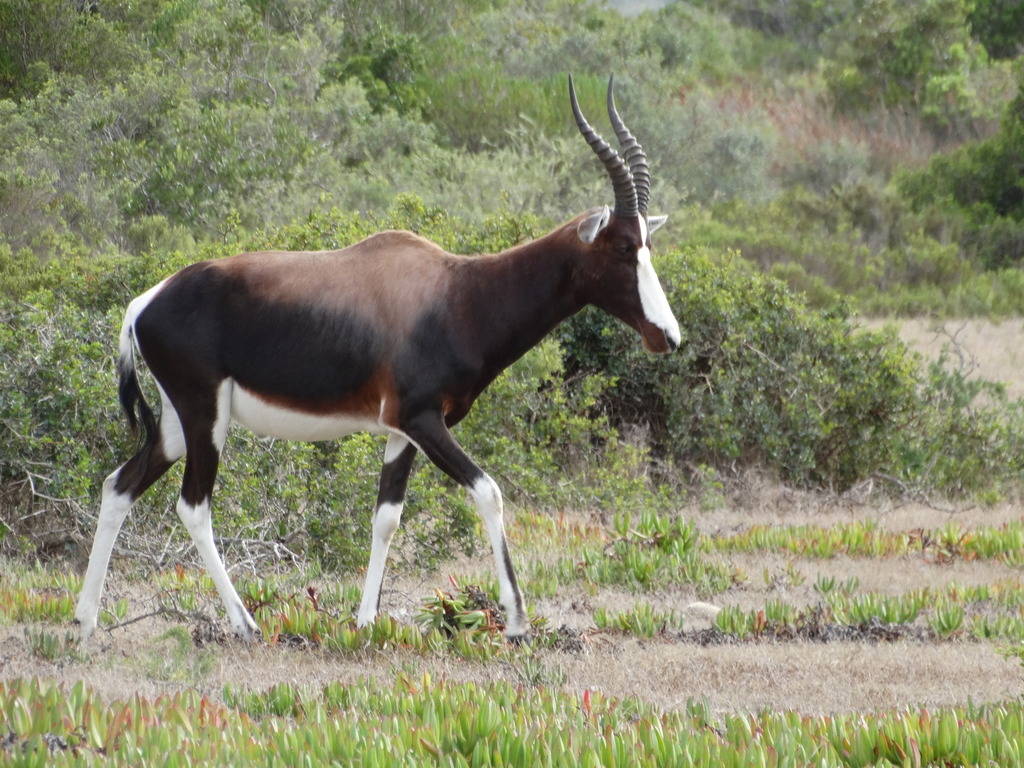 Bontebok (Damaliscus pygargus pygargus) - Know Your Mammals