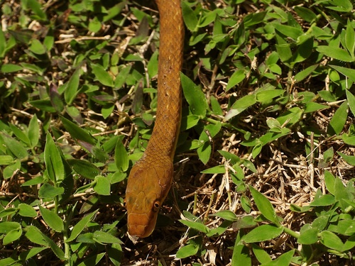 Seychelles Wolf Snake (Lycognathophis seychellensis) - Snakes and Lizards