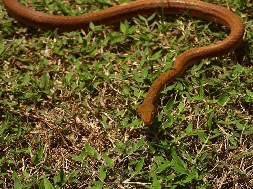 Seychelles Wolf Snake (Lycognathophis seychellensis) - Snakes and Lizards