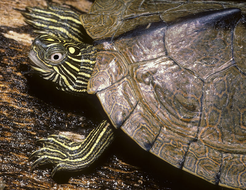 Sabine Map Turtle (Graptemys sabinensis) - Marine Life Identification