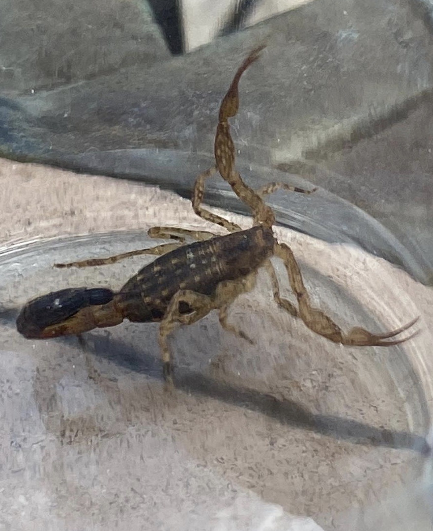 Tityus columbianus (Thorell, 1876)