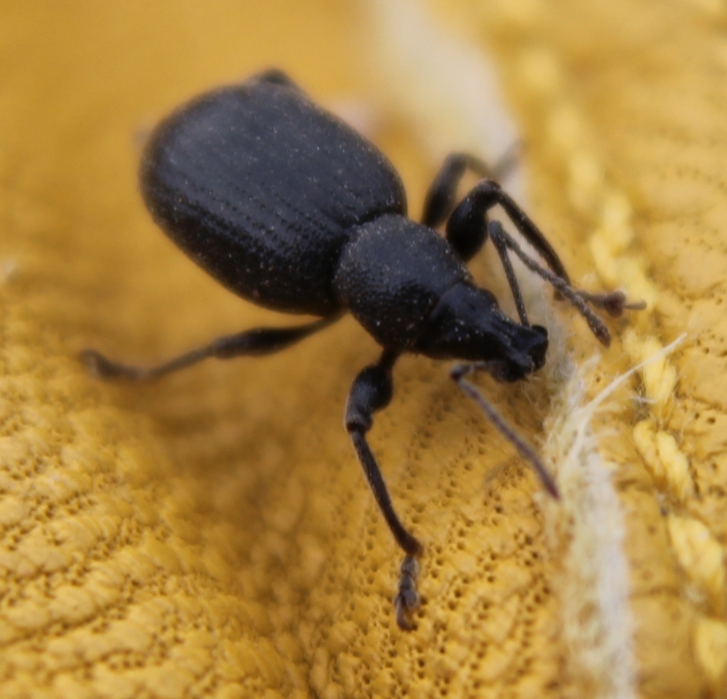 Lilac Root Weevil from 1095 1300 W, Salt Lake City, UT 84104, USA on ...