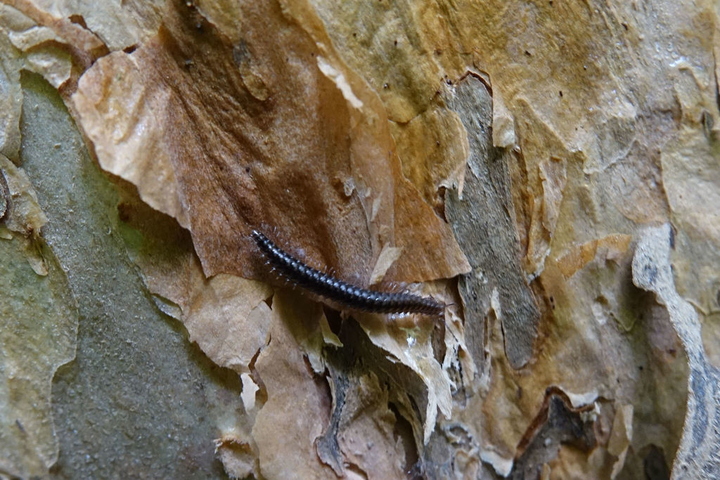 Worm-like Millipedes from Leith Valley 9010, New Zealand on March 20 ...