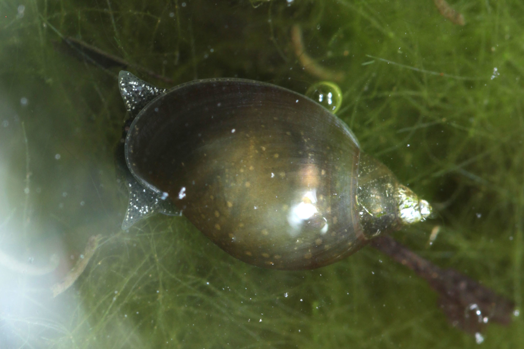 Radix rubiginosa (Michelin, 1831)