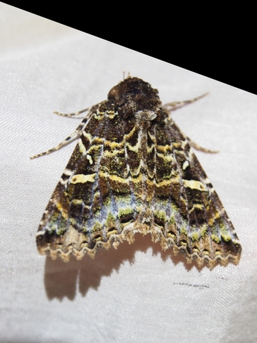 Genus Safida · iNaturalist