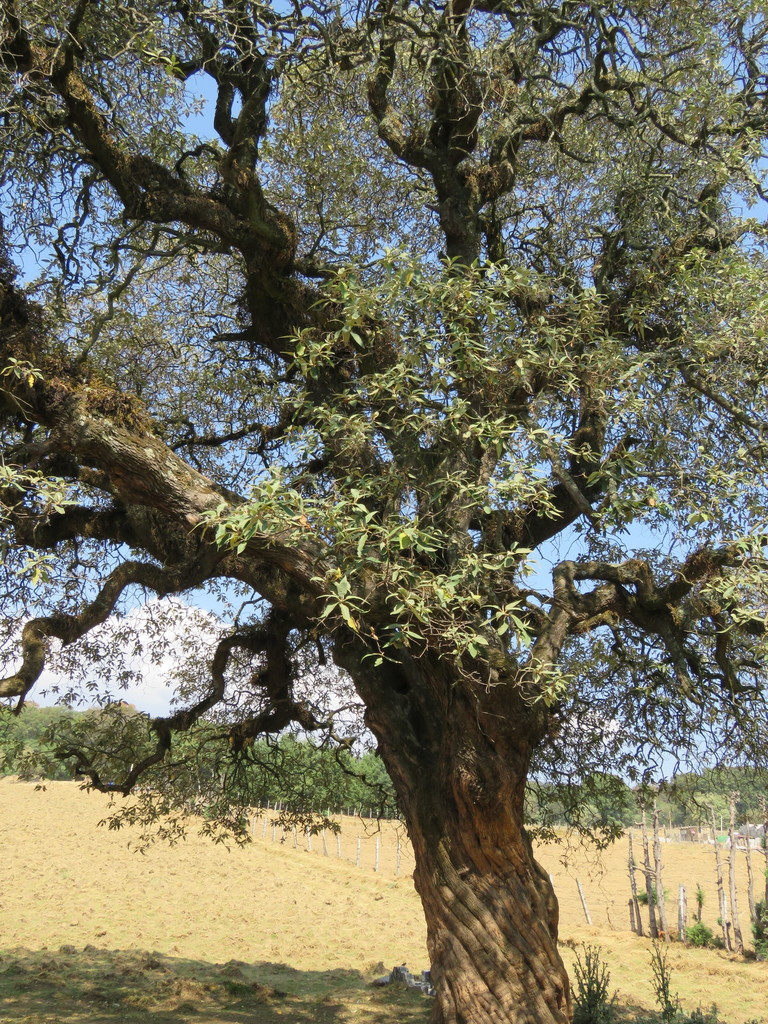 tepozan from San Miguel Ajusco, CDMX, México on April 08, 2020 at 11:22 ...