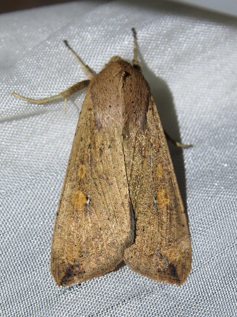 Wheat Armyworm Moth (Mariposas Noctuidae ocorrentes no Rio Grande do ...