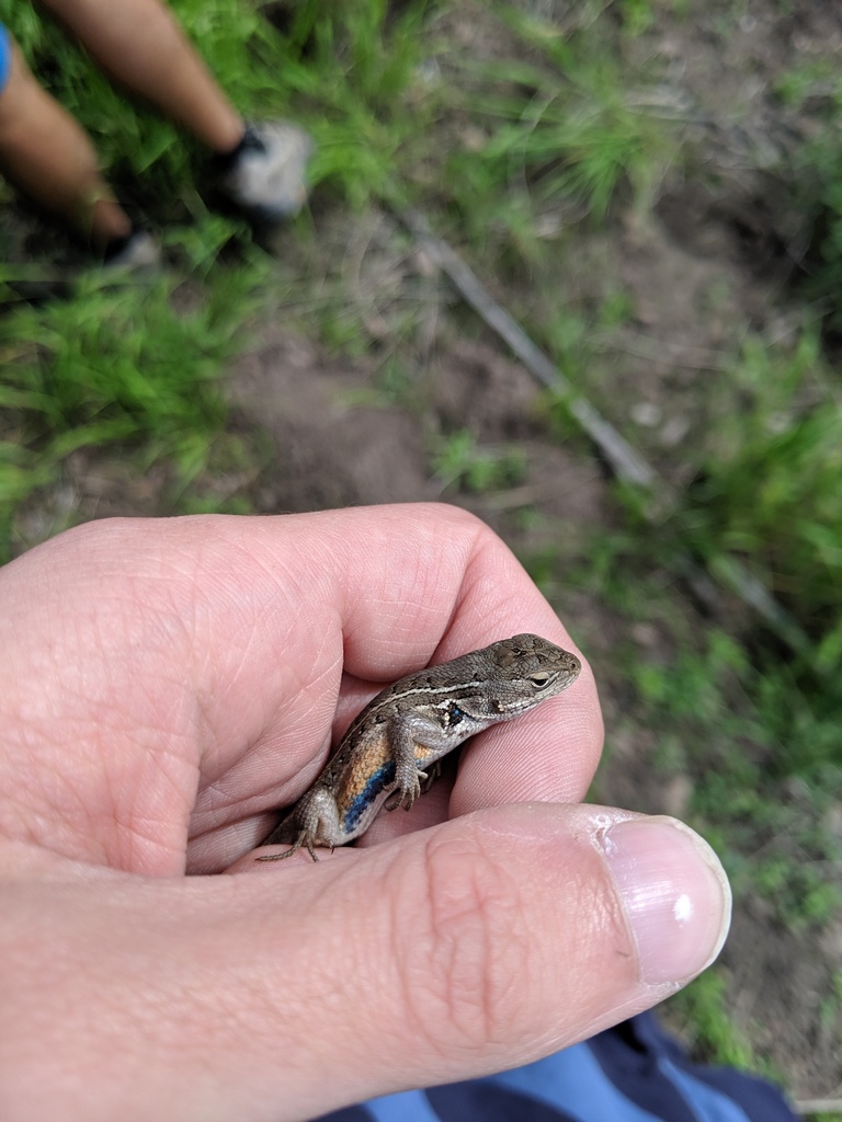Slevin’s Bunch Grass Lizard in August 2019 by Trevor Sless · iNaturalist