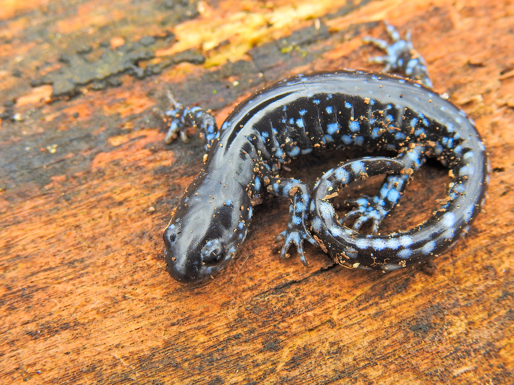 Blue-spotted Salamander from Muskego, WI, USA on April 10, 2020 at 12: ...