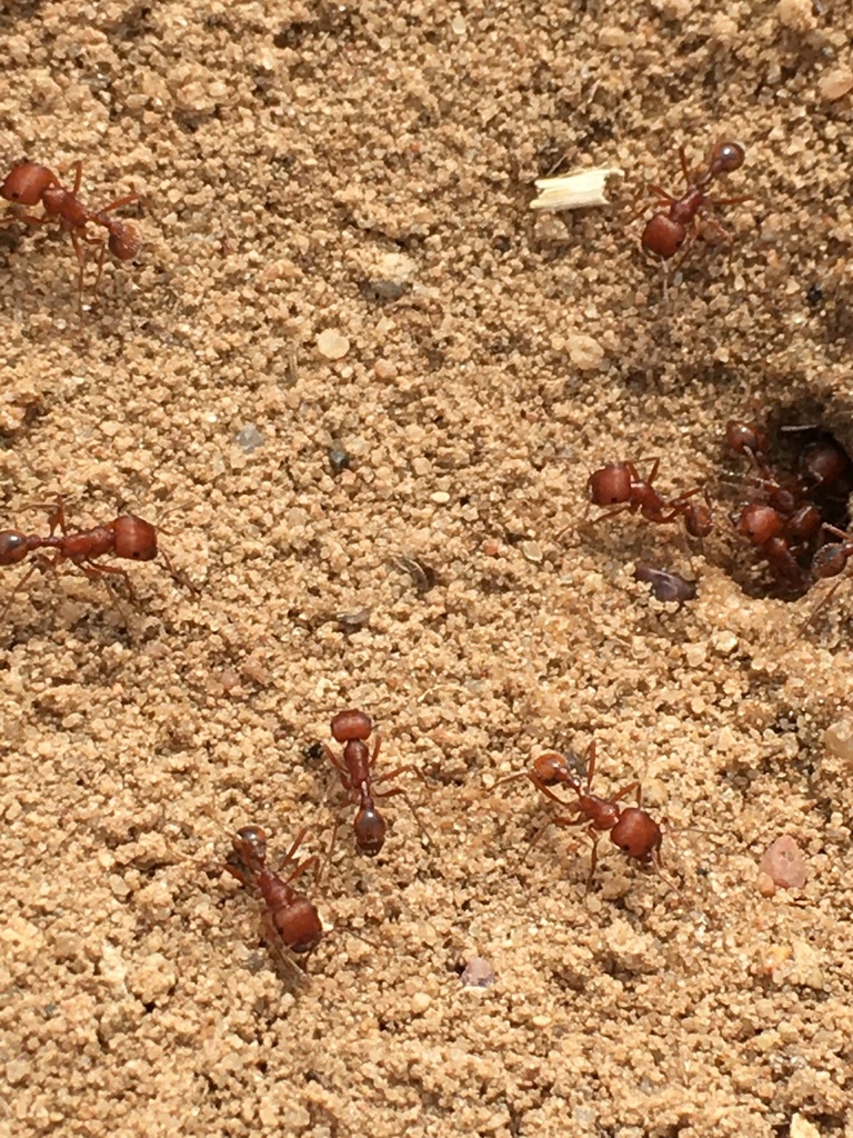Comanche harvester ant from Attwater Prairie Chicken National Wildlife ...
