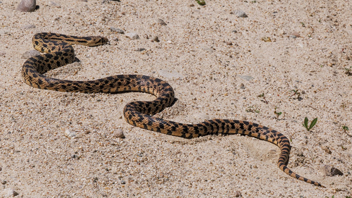 Pine, Gopher, and Bullsnakes (Pituophis) - Snakes and Lizards