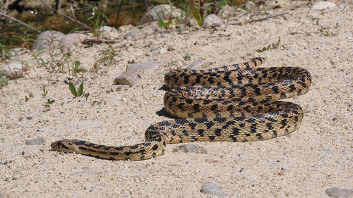 Pine, Gopher, and Bullsnakes (Pituophis) - Snakes and Lizards