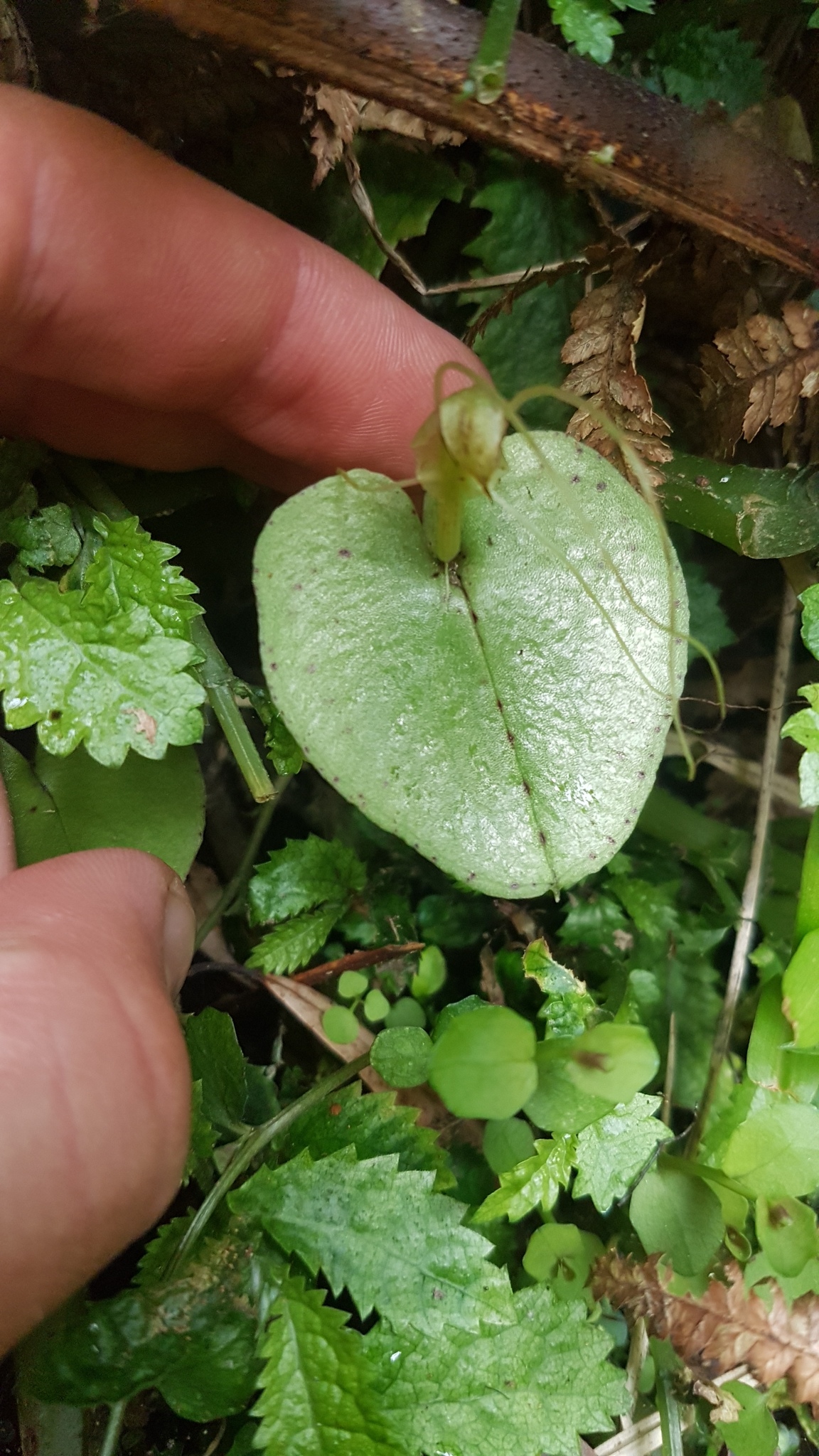 Corybas papa Molloy & Irwin