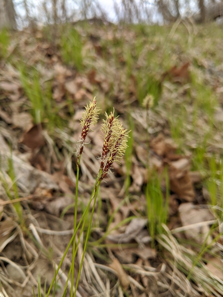 Pennsylvania sedge from Ames, IA, USA on April 10, 2020 at 03:59 PM by ...