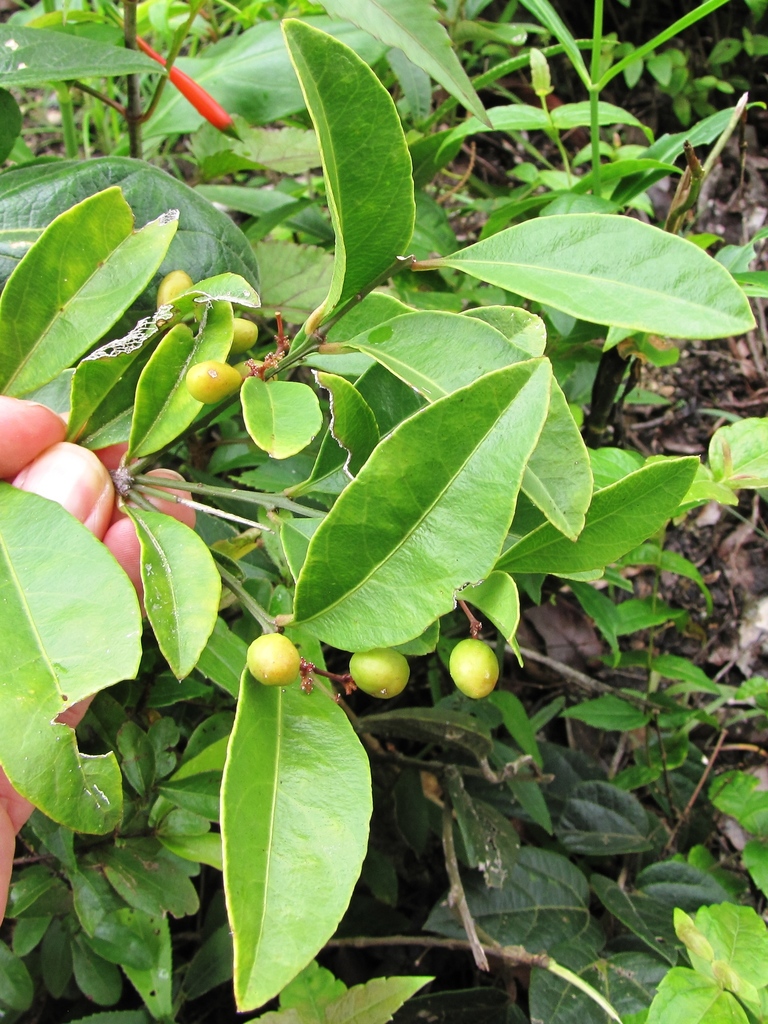 (Crossopetalum gaumeri) - Botanical Realm