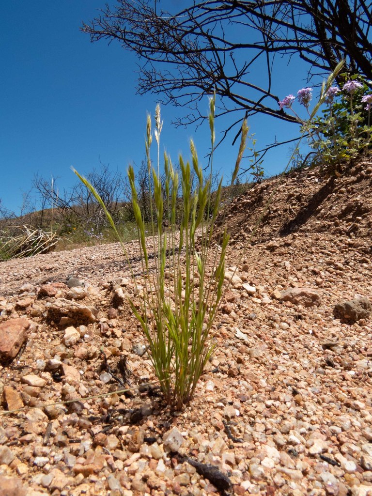 sixweeks grass from Tonto National Forest, Arizona, USA on April 09 ...