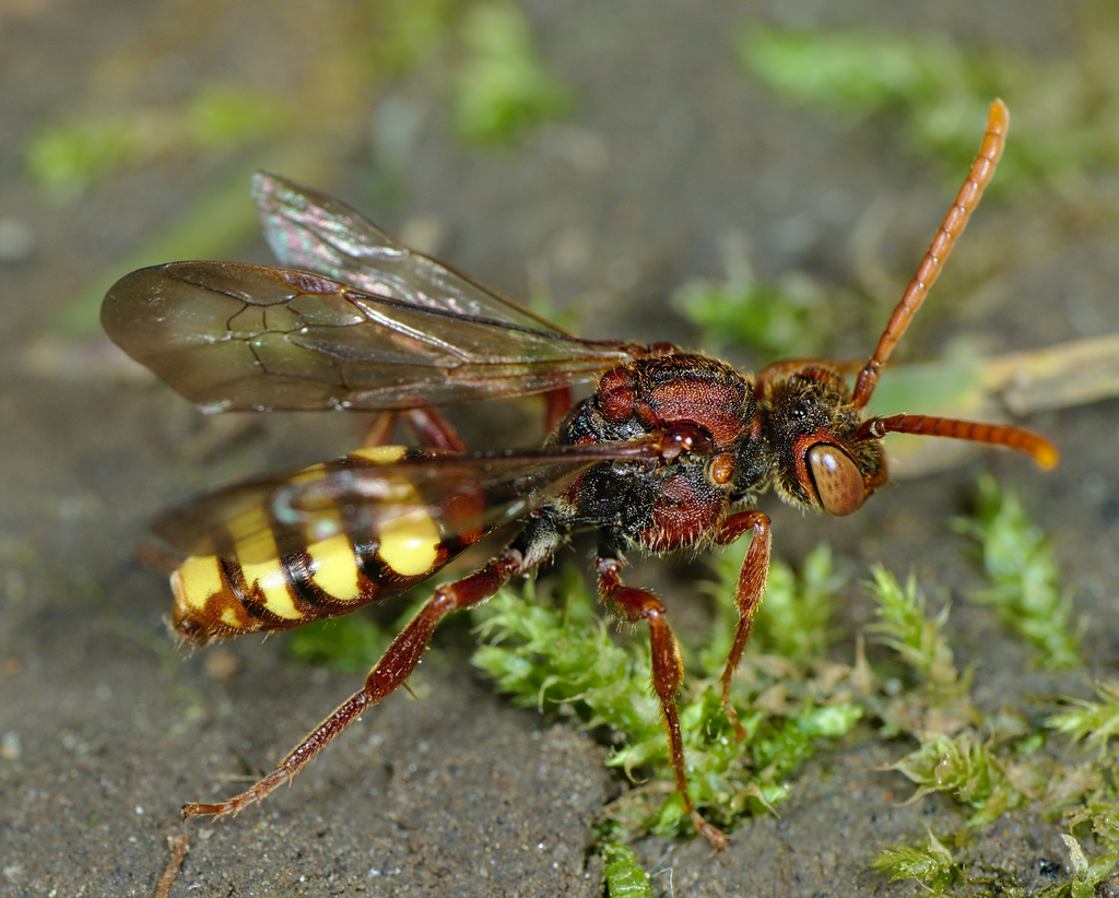 Nomada flava (Pollinisateurs du lycée agricole de Sées) · iNaturalist