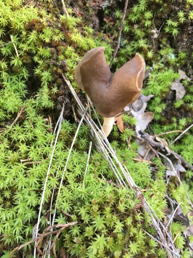 Helvella compressa from Wise County, US-TX, US on April 10, 2020 at 06: ...