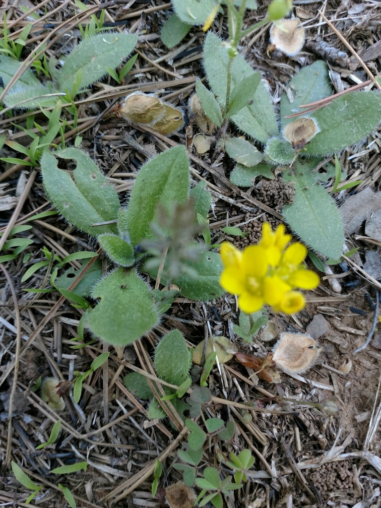 earleaf bladderpod from Stillwater, OK 74074, USA on April 10, 2020 at ...