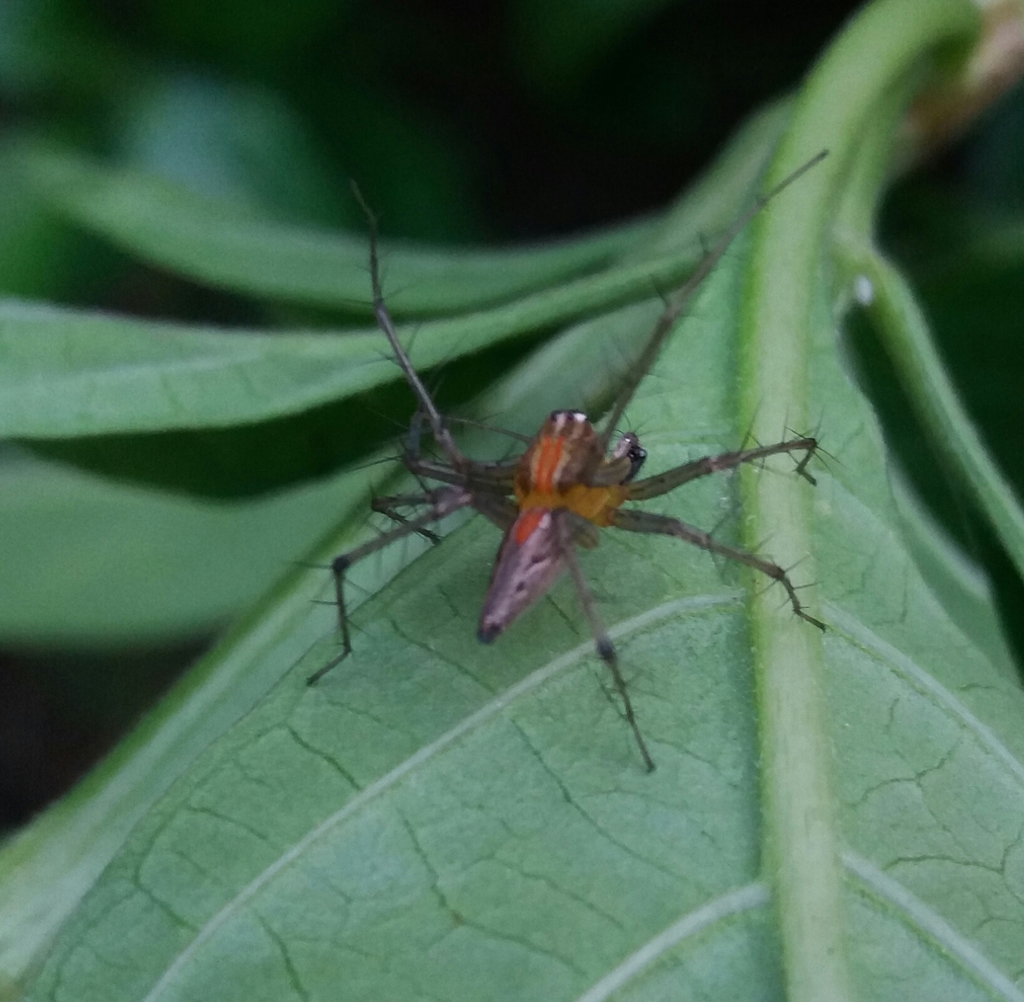 Burmese Lynx Spider from Deshasthra Kalutara West, Wadduwa, Sri Lanka ...