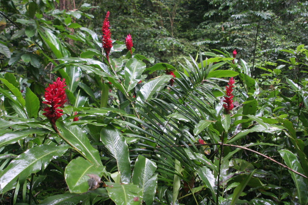 Red Ginger (Alpinia purpurata) - Botanical Realm