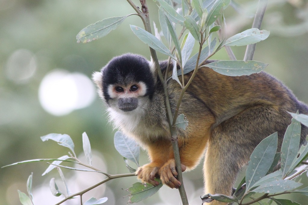 Black-capped Squirrel Monkey (Saimiri boliviensis) - Know Your Mammals