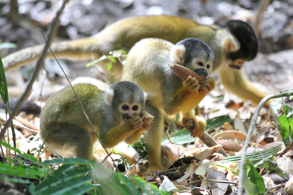 Black-capped Squirrel Monkey (Saimiri boliviensis) - Know Your Mammals