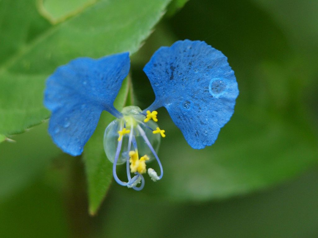 tropical spiderwort (Commelina benghalensis) - Botanical Realm