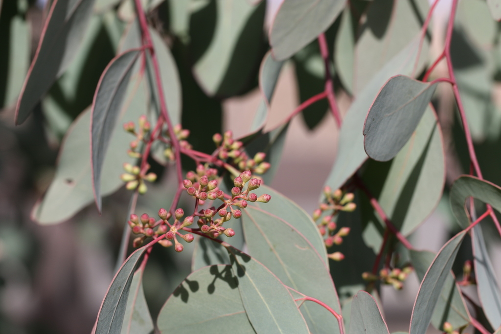 Silver Dollar Gum (LA Urban Forest Program) · iNaturalist