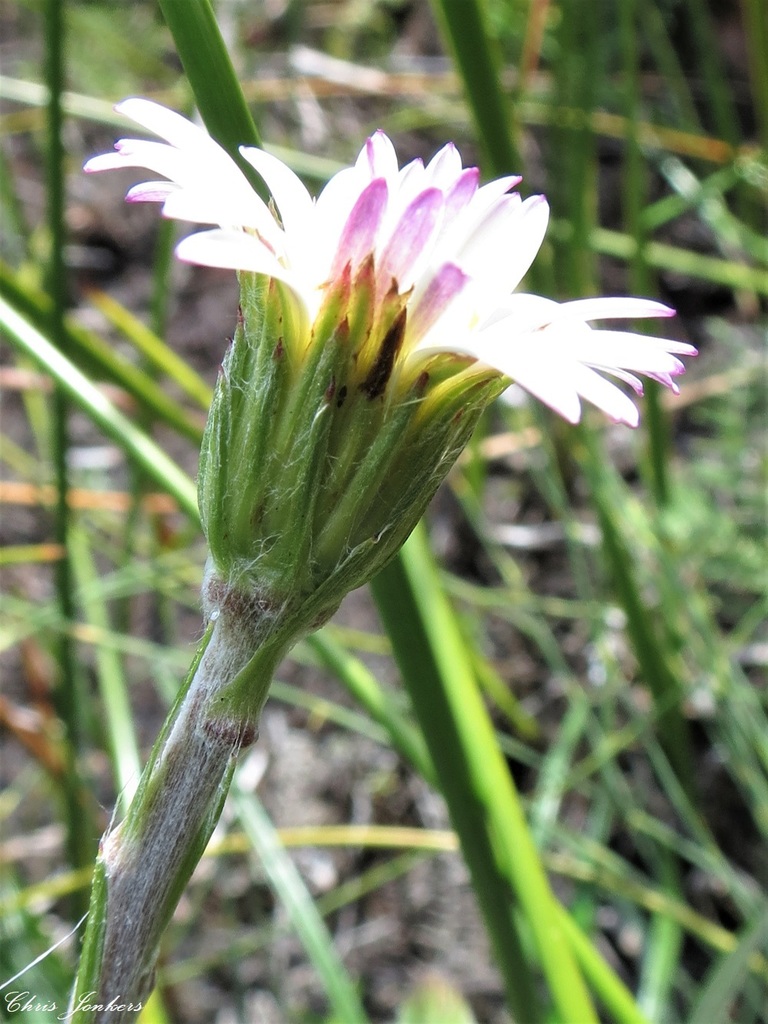 (Celmisia longifolia) - Botanical Realm