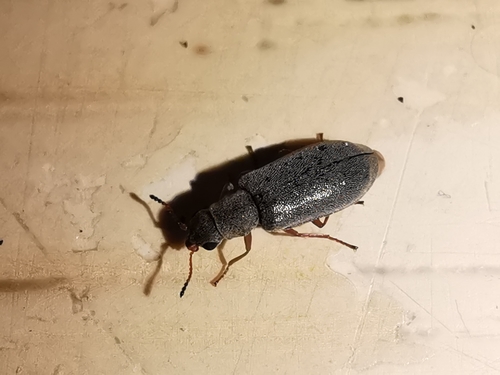 Danacea pallipes · iNaturalist