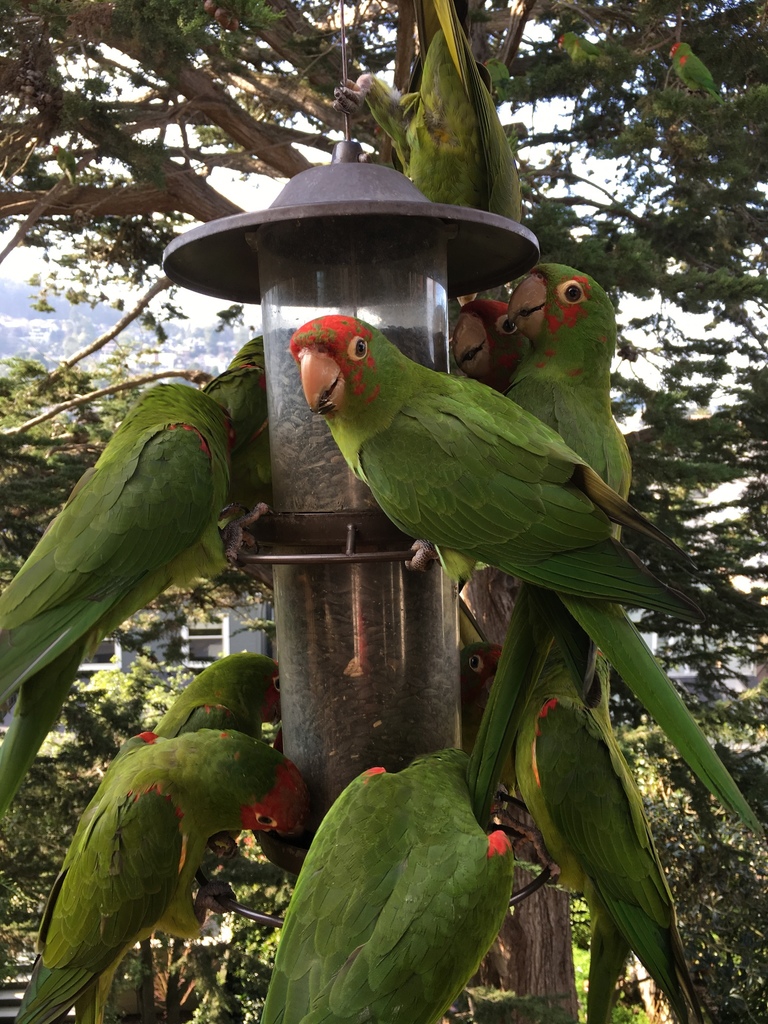 Red-masked Parakeet in January 2019 by Spike Pike · iNaturalist