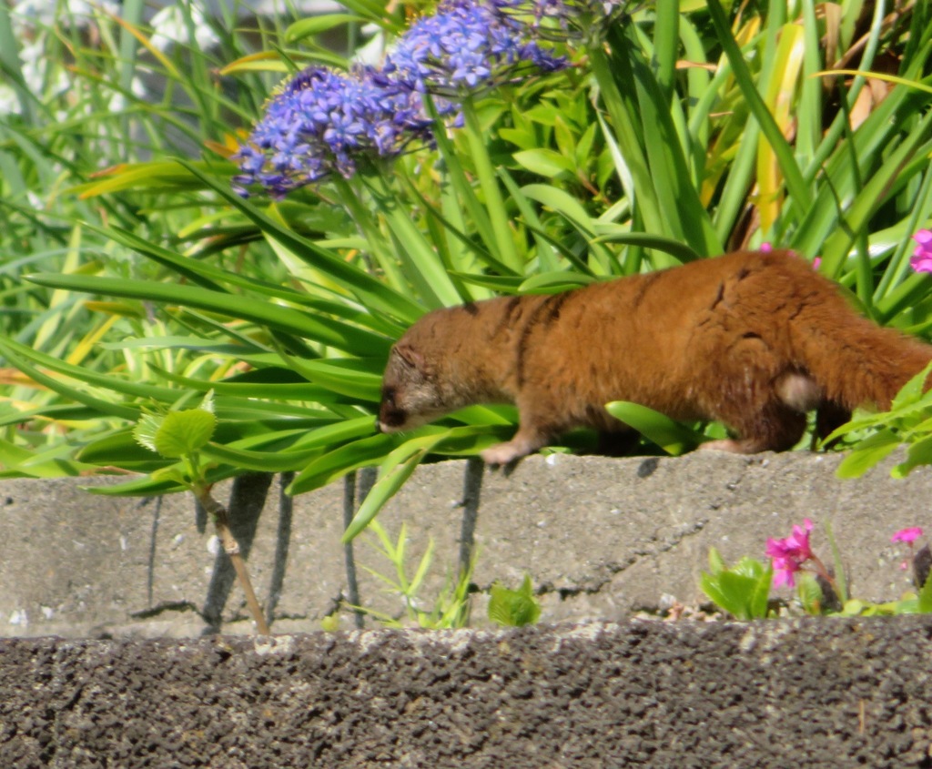 Japanese Weasel (Mustela itatsi) - Know Your Mammals