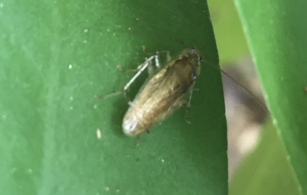 German Cockroach from Puerto Rico, Dorado, PR, US on April 11, 2020 at ...