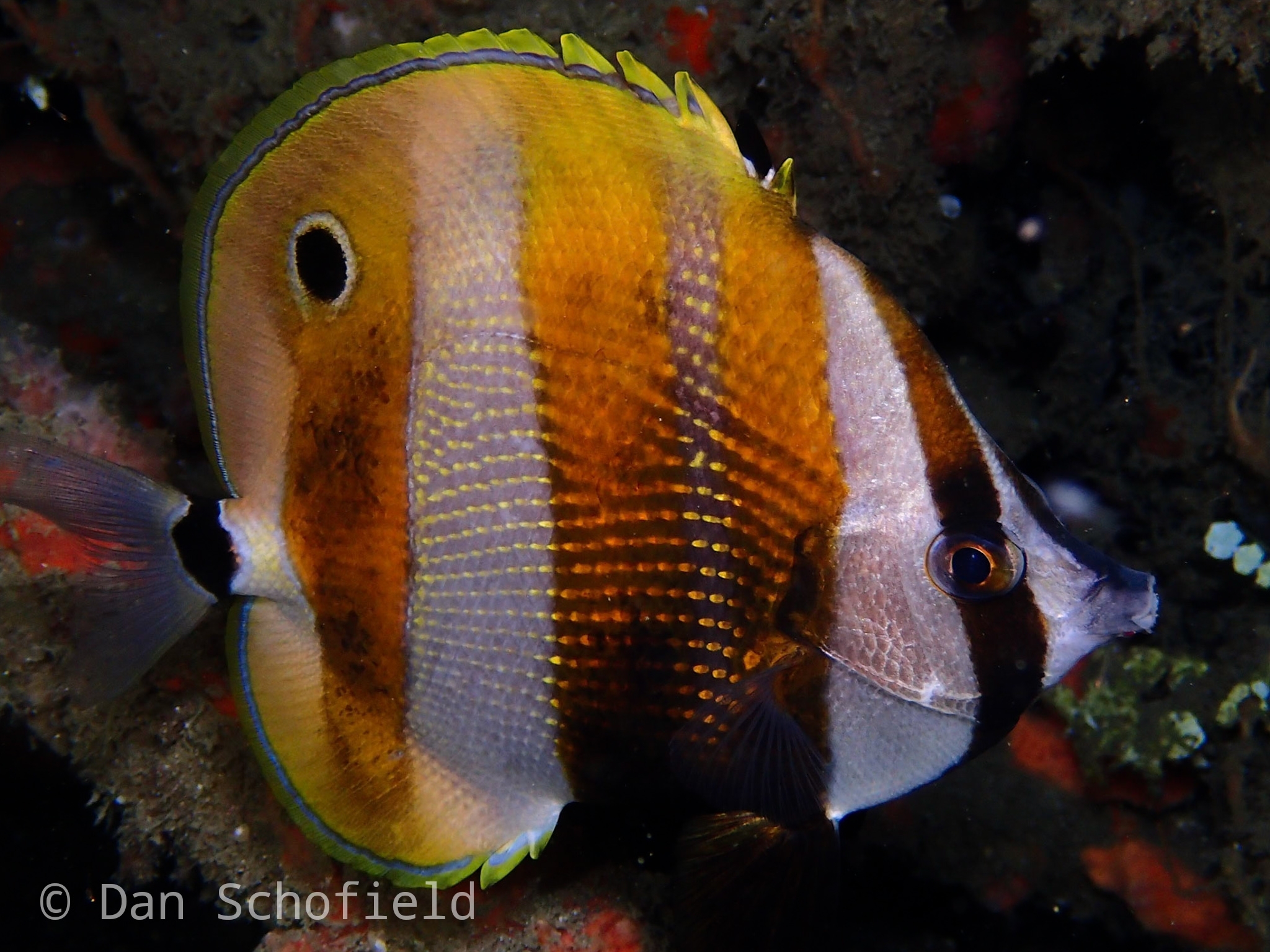 Coradion chrysozonus (Cuvier, 1831)