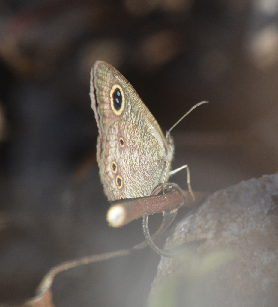 Common Five-ring from Silent Valley, Munnar, Kerala 685612, India on ...