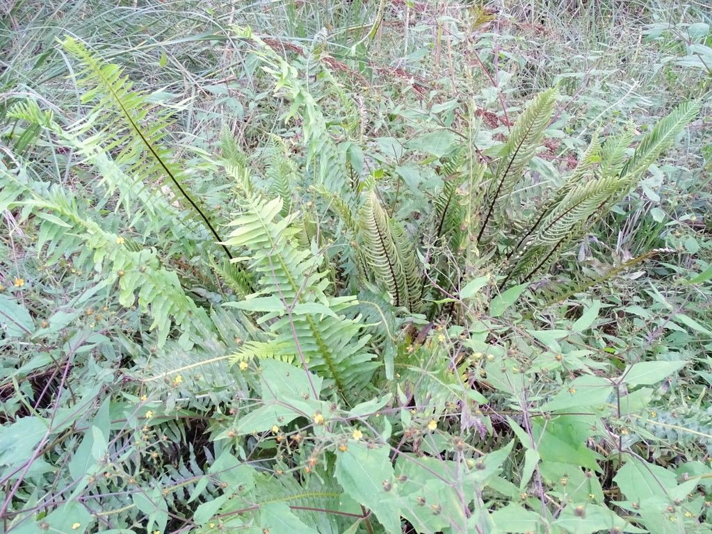 Fishbone water-fern from Wotton's Scrub, Mount George SA 5155 ...