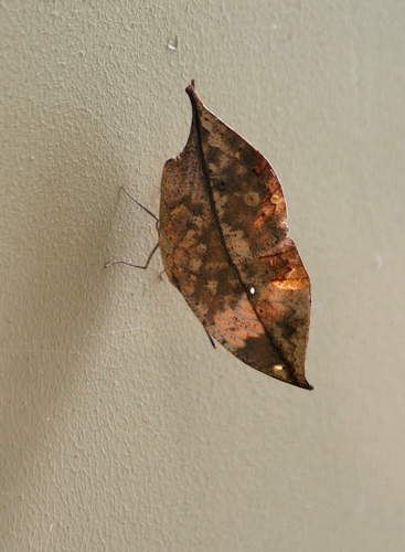 Subspecies Kallima inachus siamensis · iNaturalist