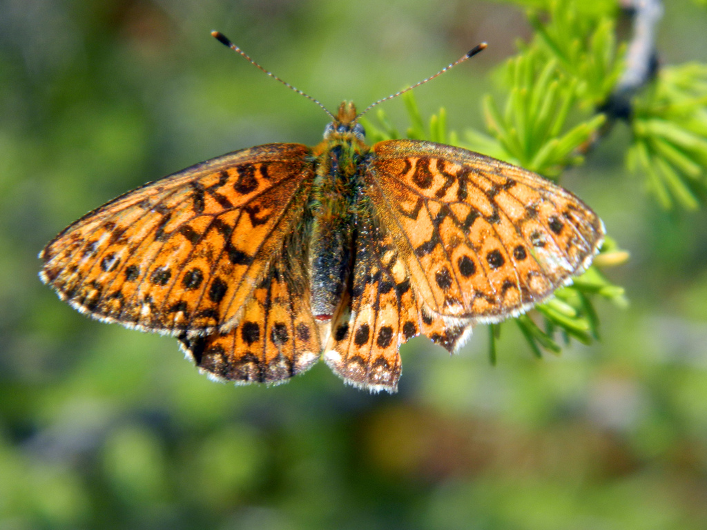 Bog Fritillary from Trécesson, Canada on June 27, 2015 at 10:21 AM by ...