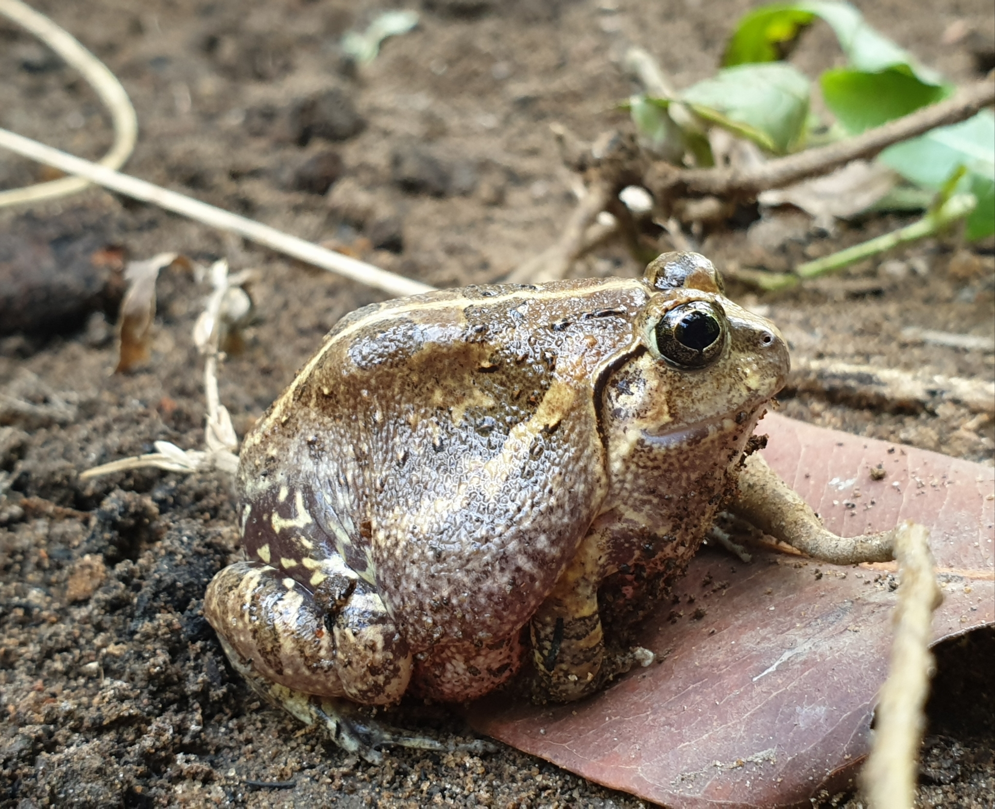 Sphaerotheca breviceps (Schneider, 1799)